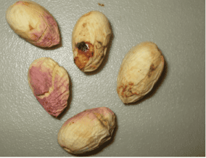 Aflatoxin Guide for Almonds and Pistachios - Safe Food Alliance
