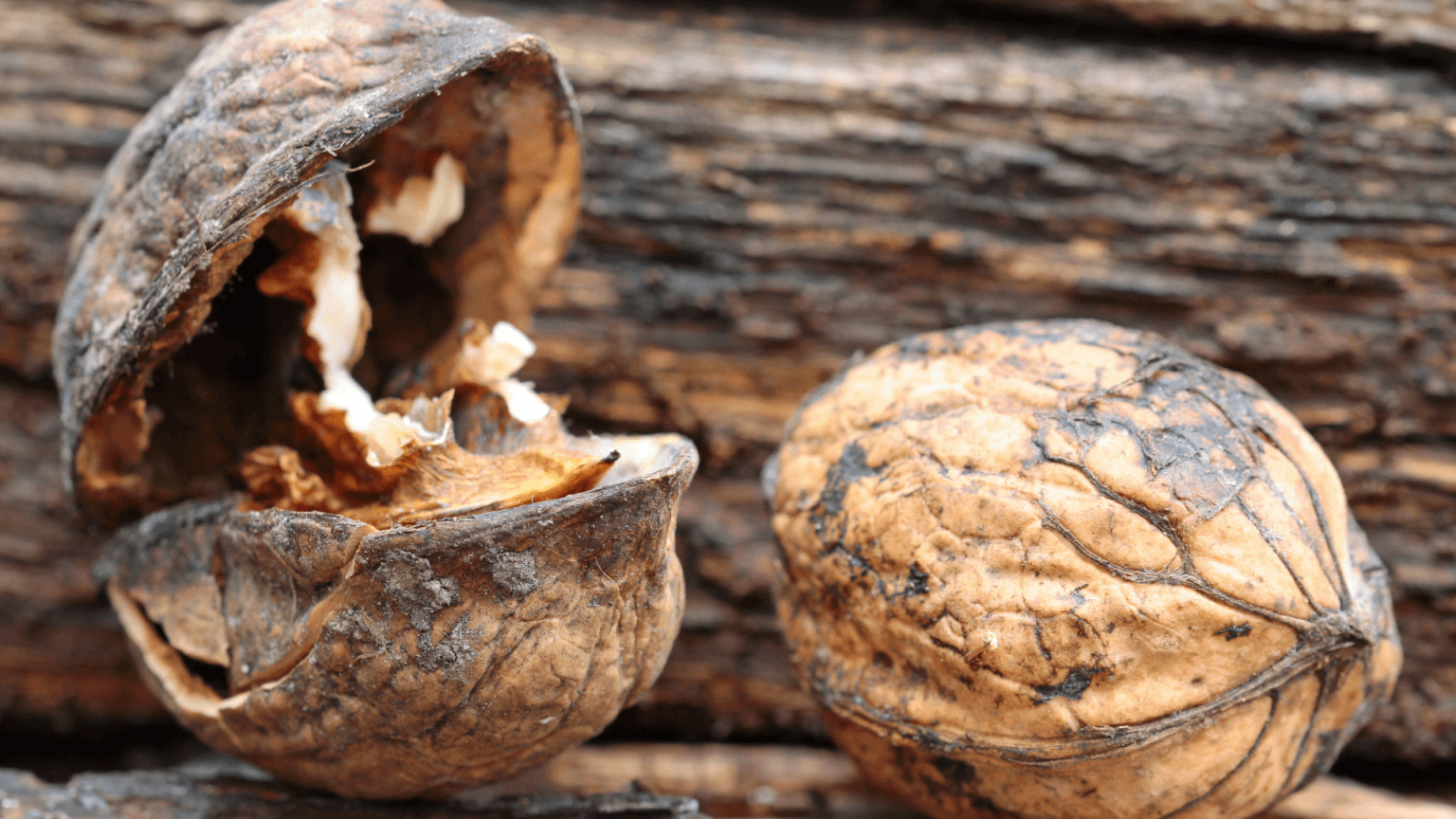 Mycotoxins in Tree Nuts & Dried Fruits: What You Need to Know - Safe ...